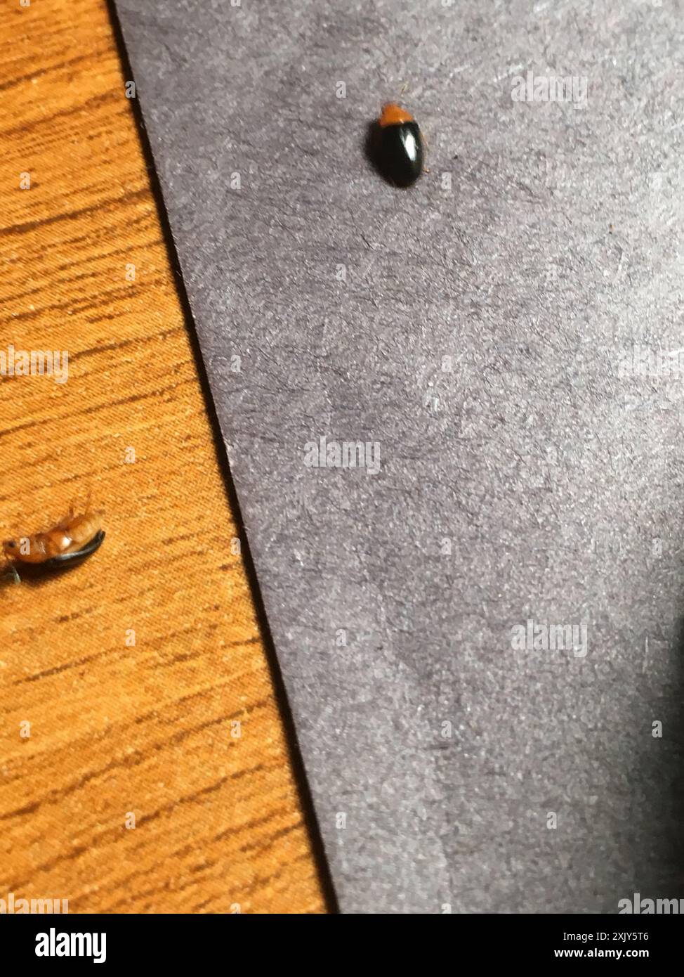 Triplax hi-res stock photography and images - Alamy