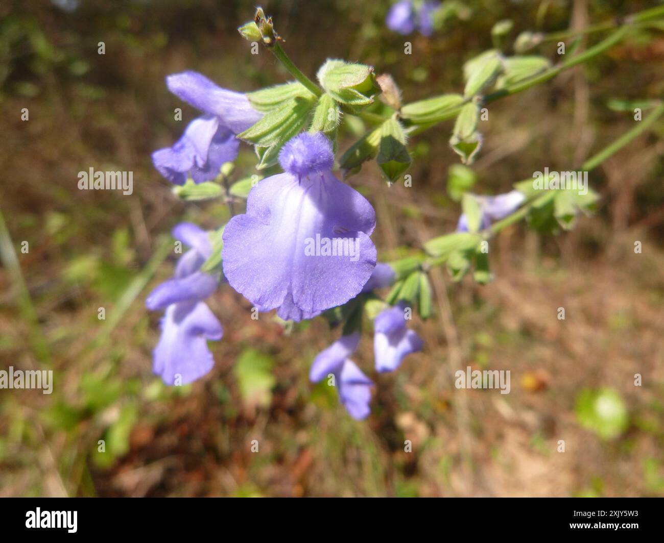 giant blue sage (Salvia azurea) Plantae Stock Photo - Alamy