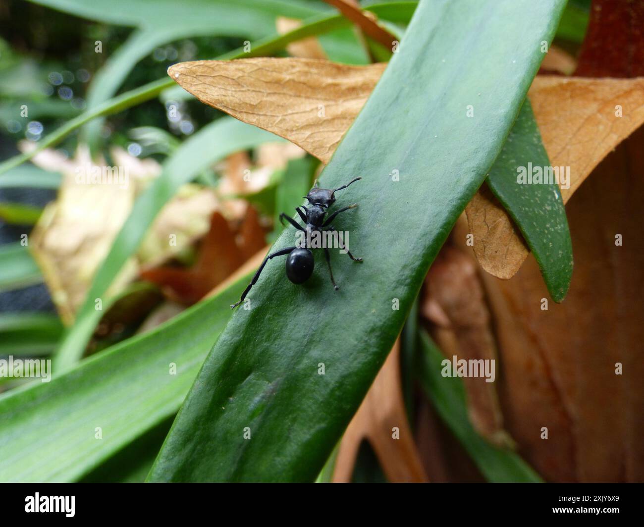 Giant Turtle Ants (Cephalotes atratus) Insecta Stock Photo - Alamy