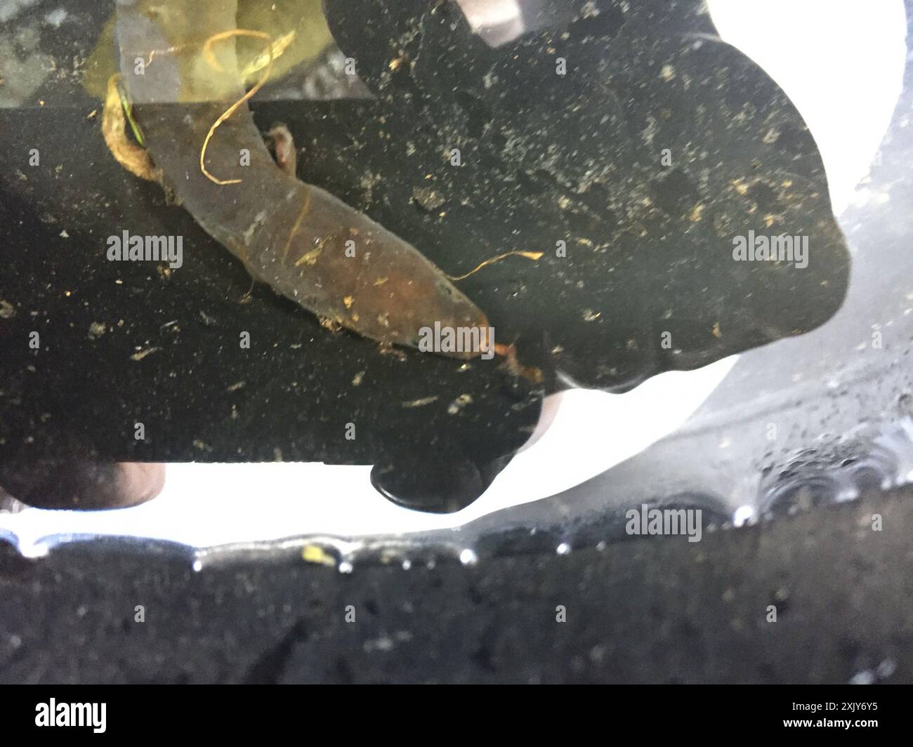 Short-finned Eel (Anguilla australis) Actinopterygii Stock Photo - Alamy