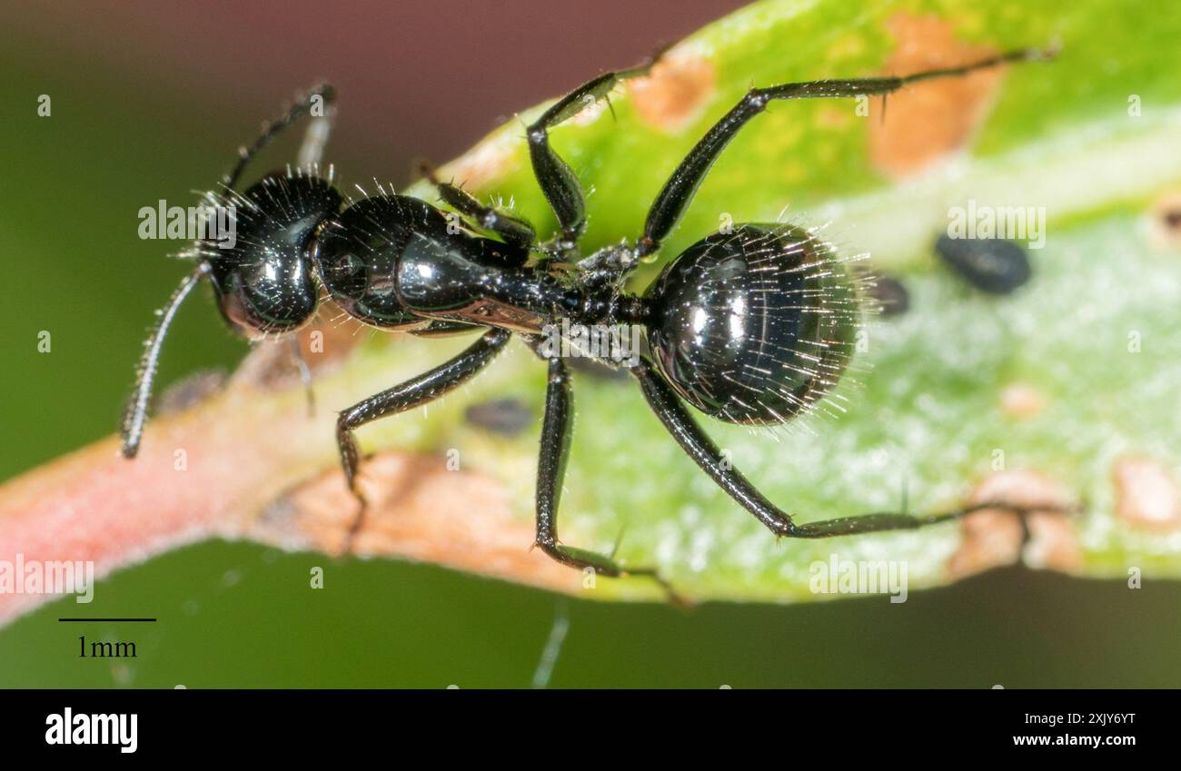 Smooth carpenter ant hi-res stock photography and images - Alamy