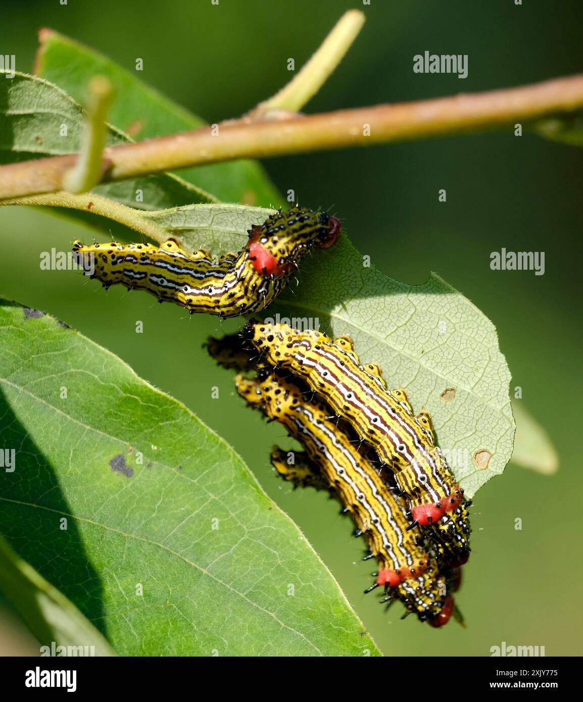 Red humped caterpillar hi-res stock photography and images - Alamy