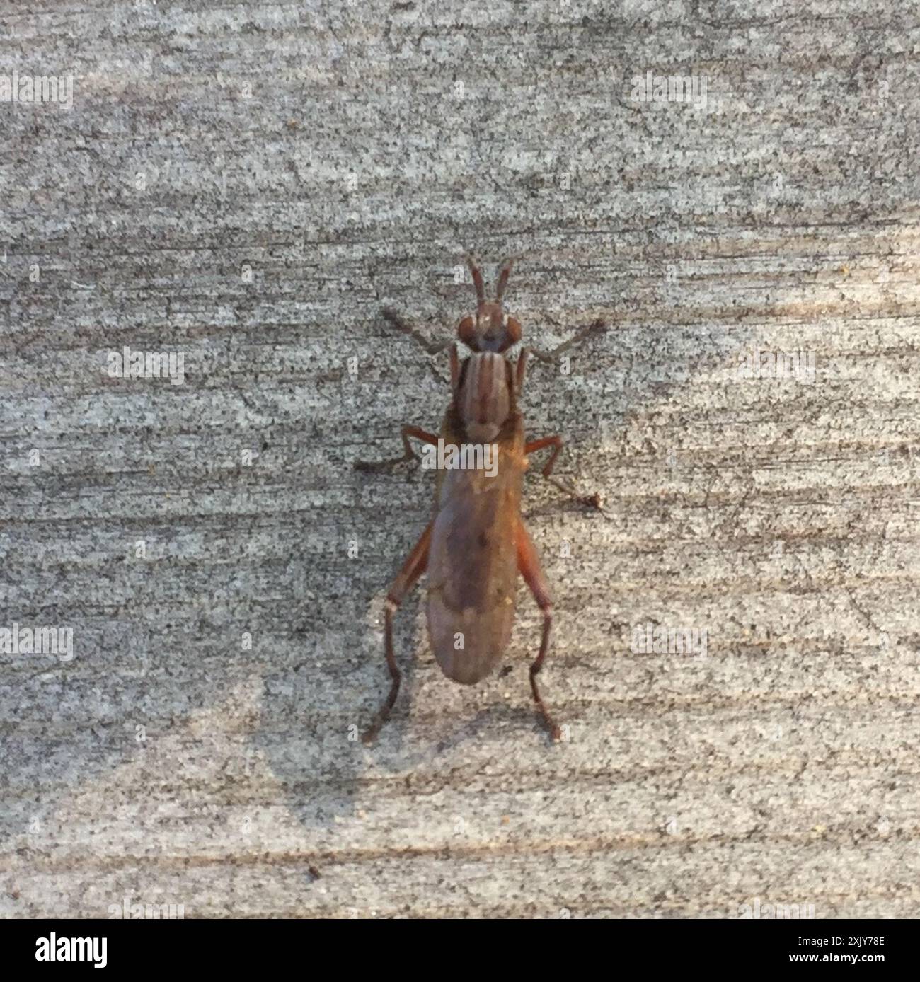 Snail-killing Flies (Sepedon) Insecta Stock Photo - Alamy