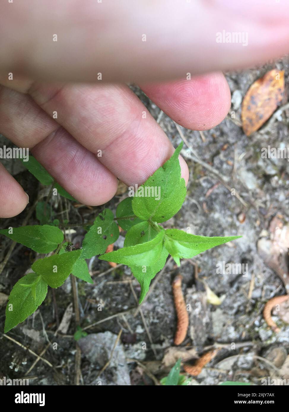 common dittany (Cunila origanoides) Plantae Stock Photo - Alamy