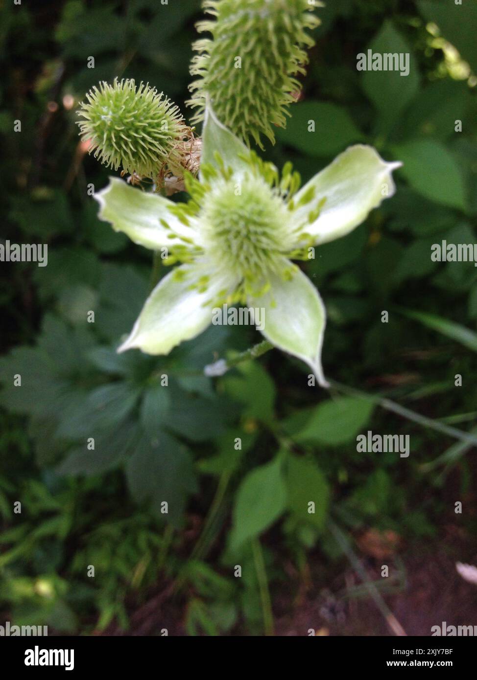 tall thimbleweed (Anemone virginiana) Plantae Stock Photo - Alamy
