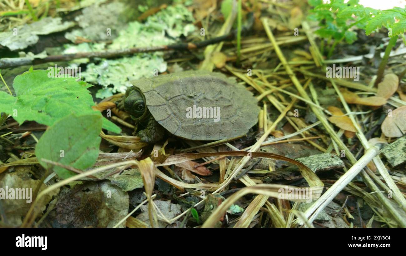 Wood Turtle (Glyptemys insculpta) Reptilia Stock Photo - Alamy