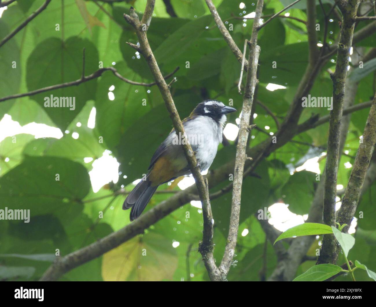 Black winged saltator hi-res stock photography and images - Alamy