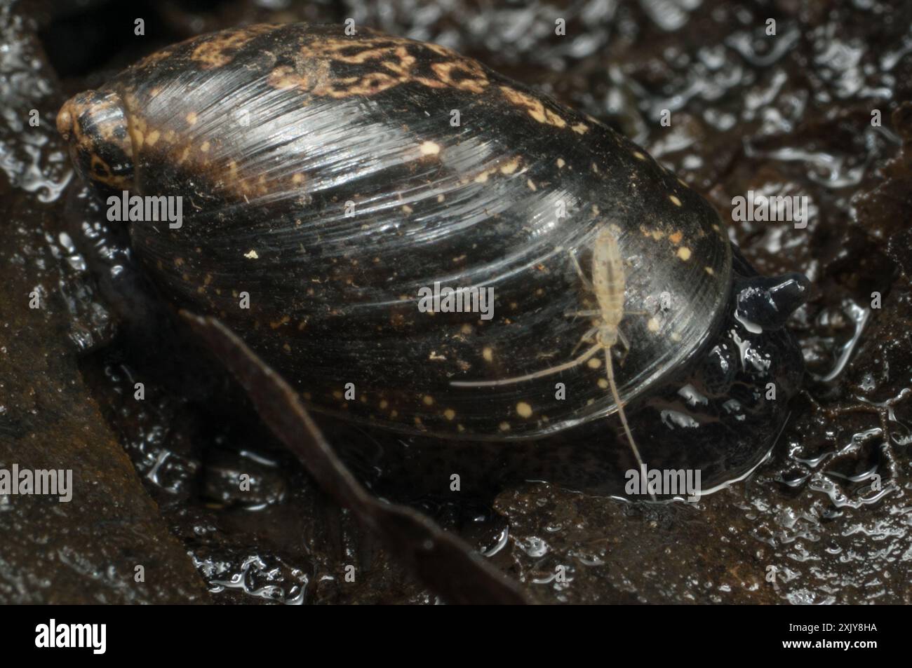 Amber Snails (Succineidae) Mollusca Stock Photo - Alamy