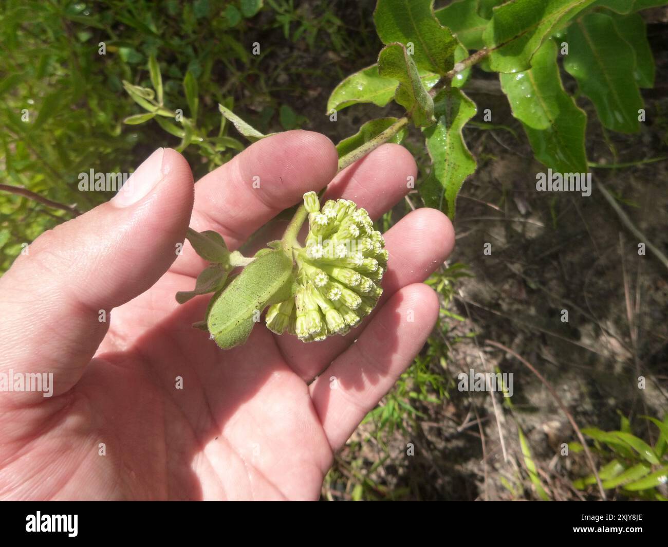 green comet milkweed (Asclepias viridiflora) Plantae Stock Photo - Alamy