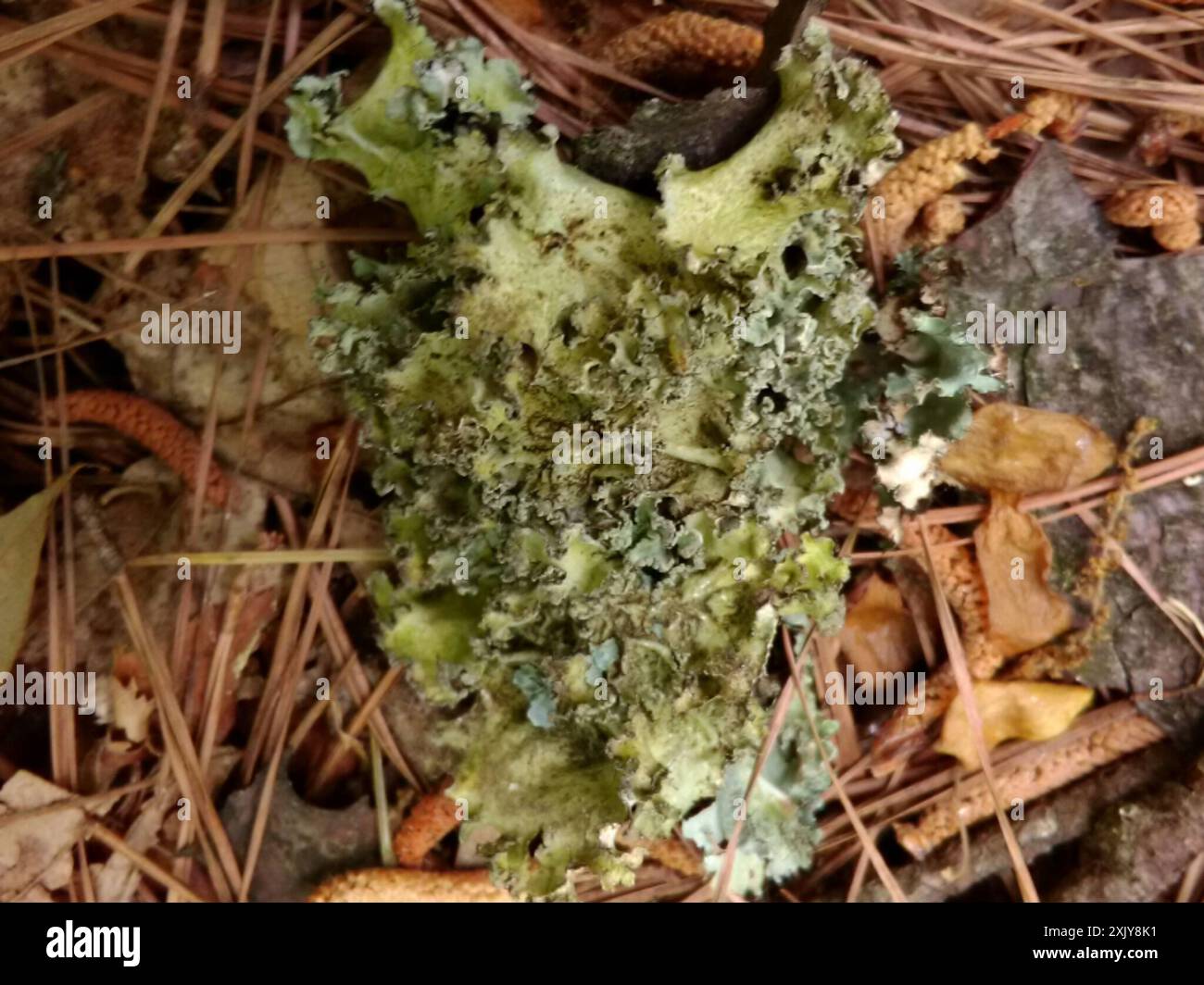 Ruffle Lichens (Parmotrema) Fungi Stock Photo - Alamy