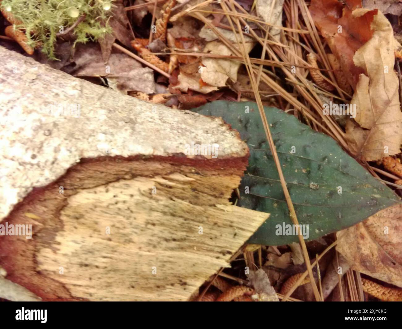 crane-fly orchid (Tipularia discolor) Plantae Stock Photo - Alamy