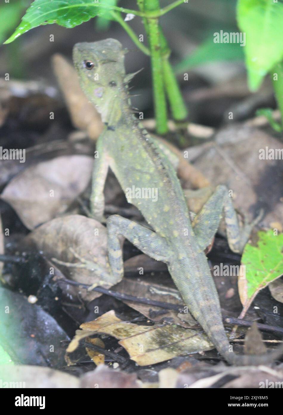 Armored pricklenape hi-res stock photography and images - Alamy