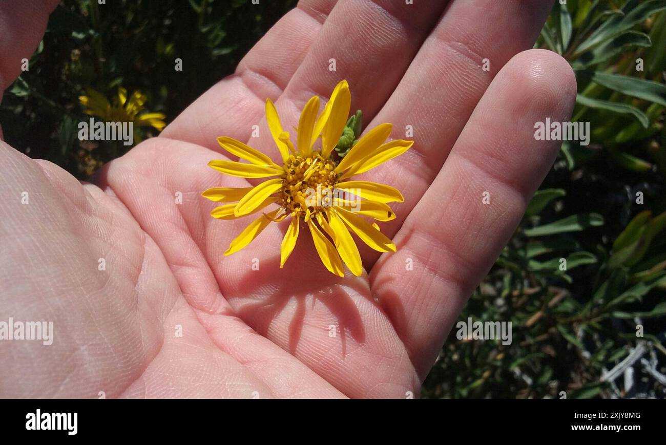 Oregon Gumplant (Grindelia stricta) Plantae Stock Photo - Alamy