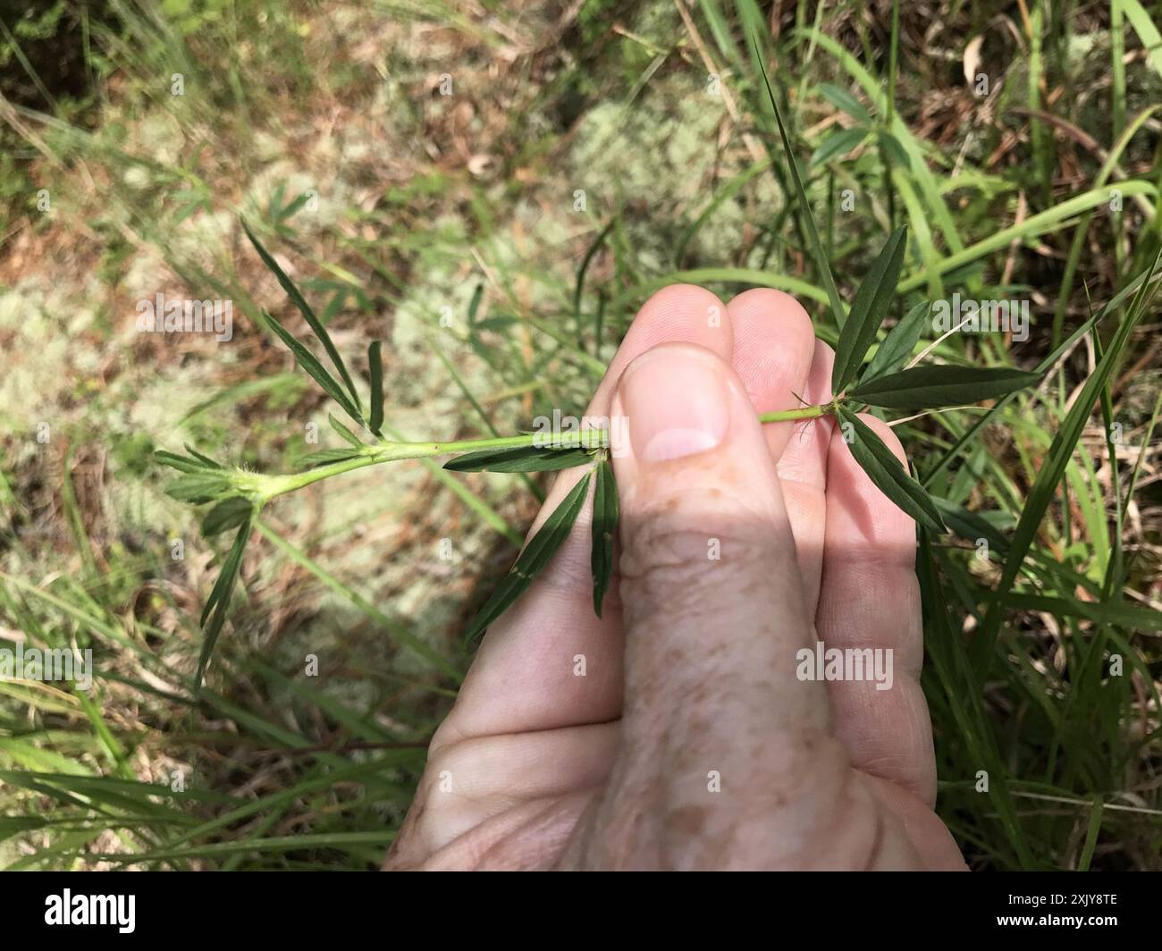 sidebeak pencilflower (Stylosanthes biflora) Plantae Stock Photo - Alamy