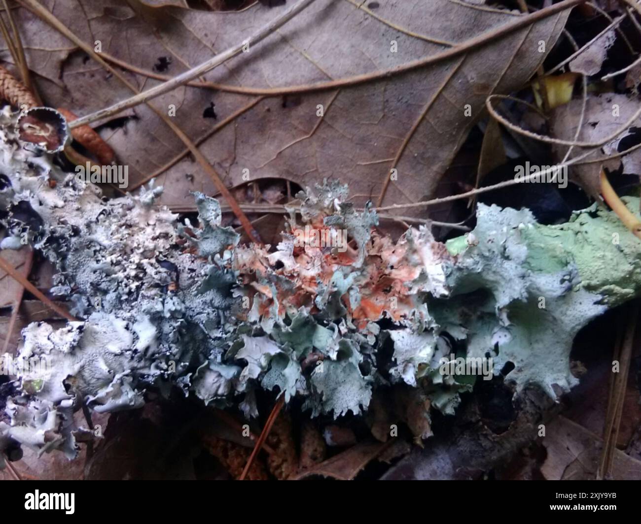 Ruffle Lichens (Parmotrema) Fungi Stock Photo - Alamy