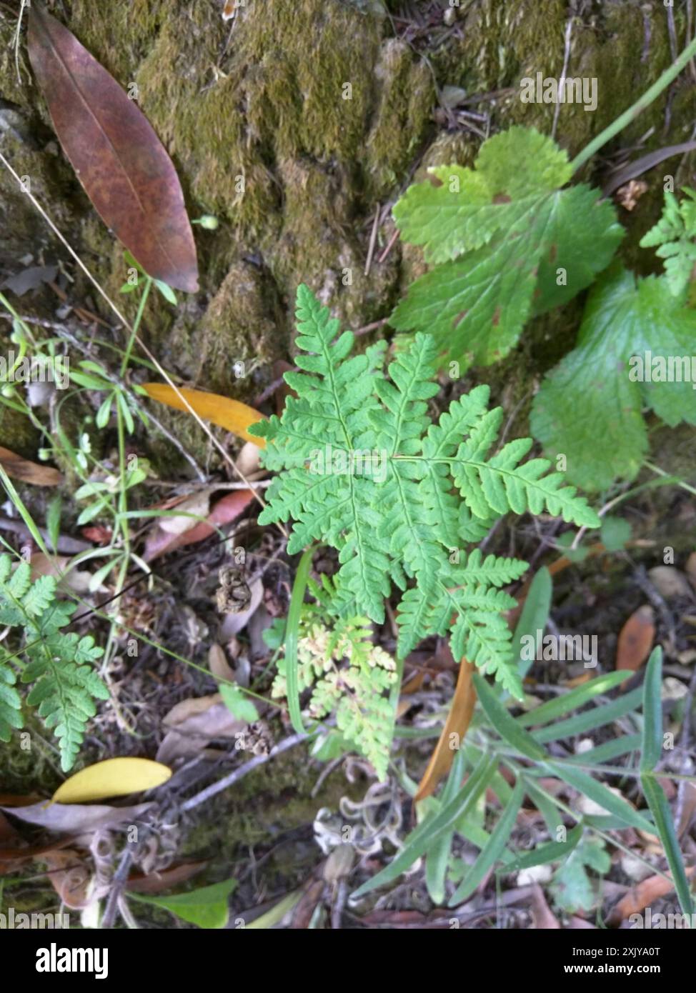 goldback fern (Pentagramma triangularis) Plantae Stock Photo - Alamy