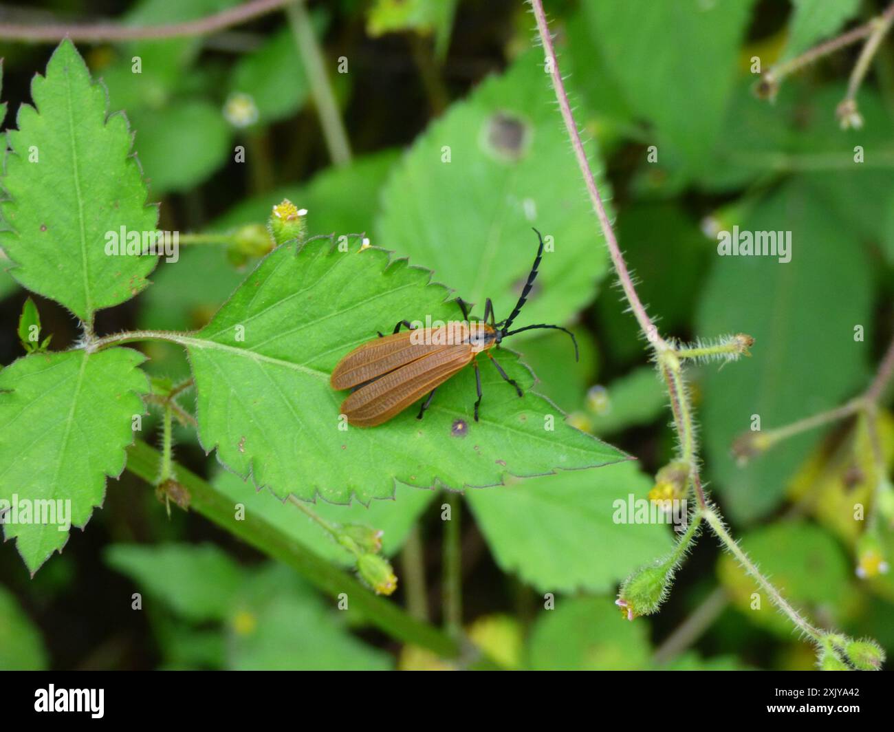 Net-winged Beetles (Lycidae) Insecta Stock Photo - Alamy