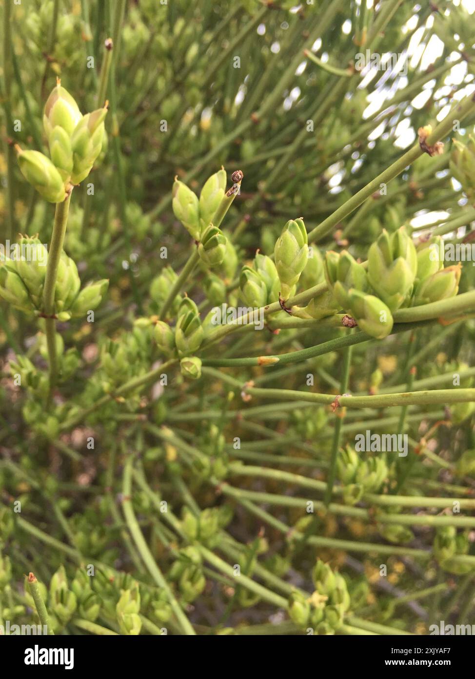Green Ephedra (Ephedra viridis) Plantae Stock Photo - Alamy