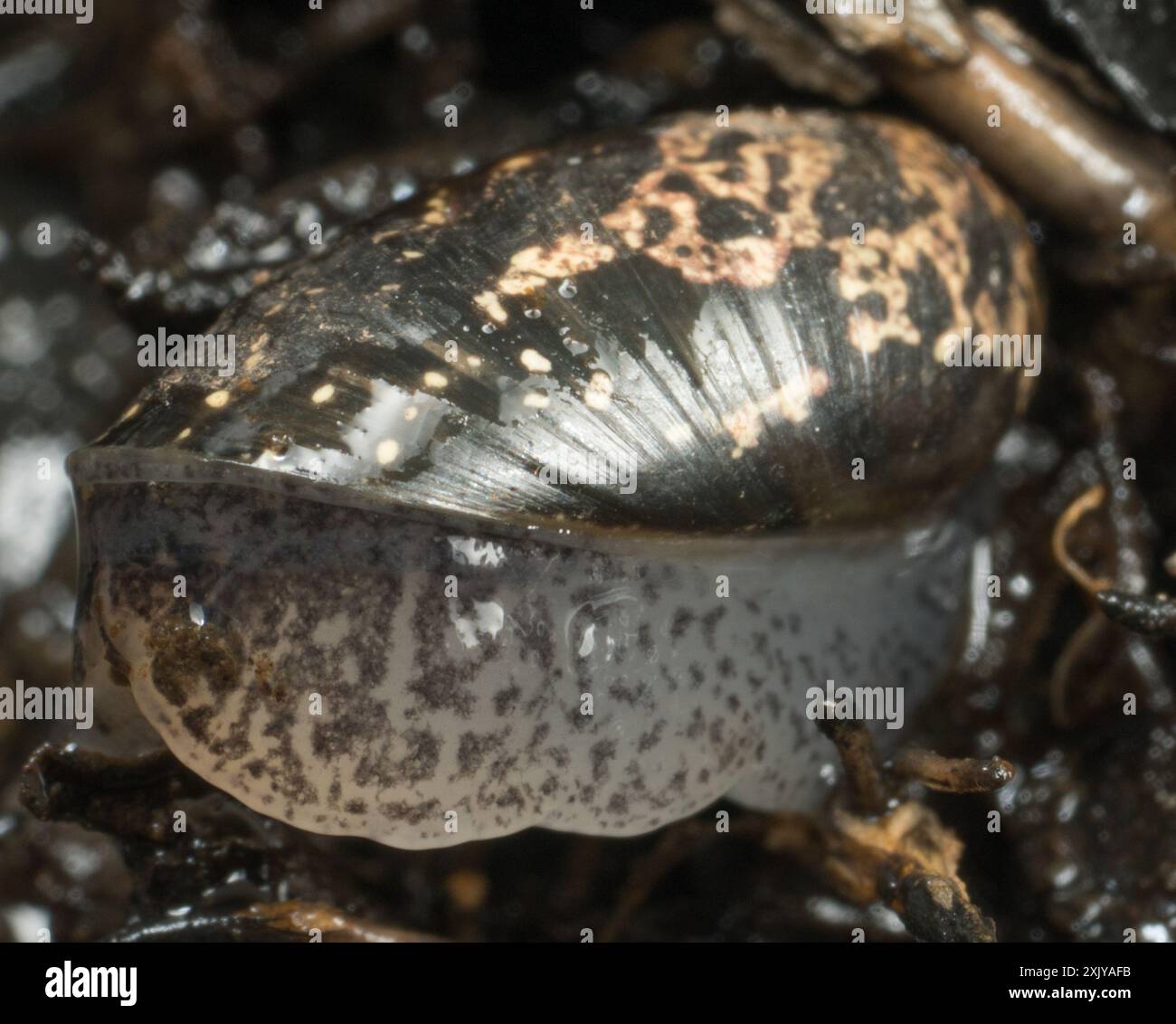 Amber Snails (Succineidae) Mollusca Stock Photo - Alamy