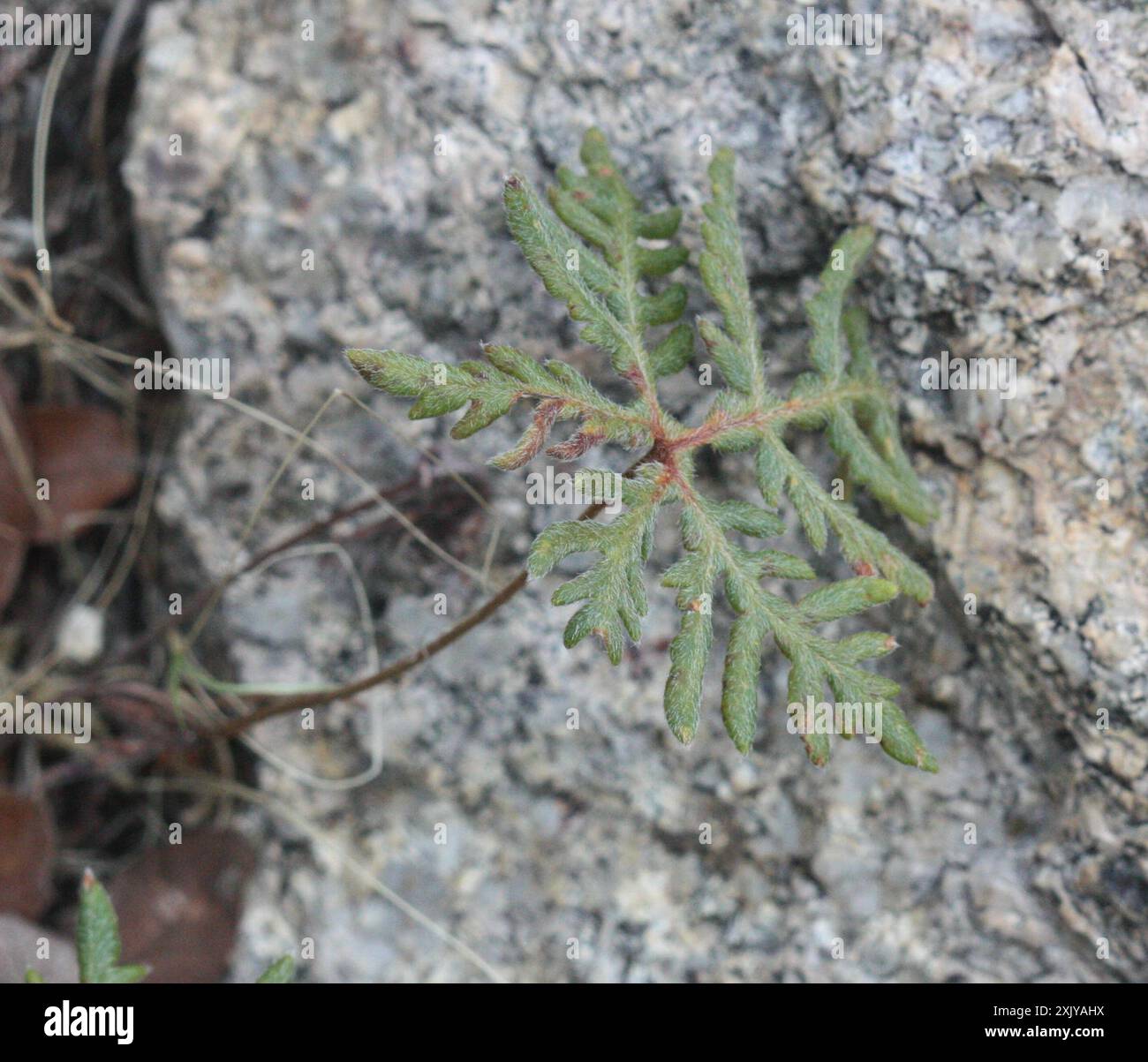 copper fern (Bommeria hispida) Plantae Stock Photo - Alamy