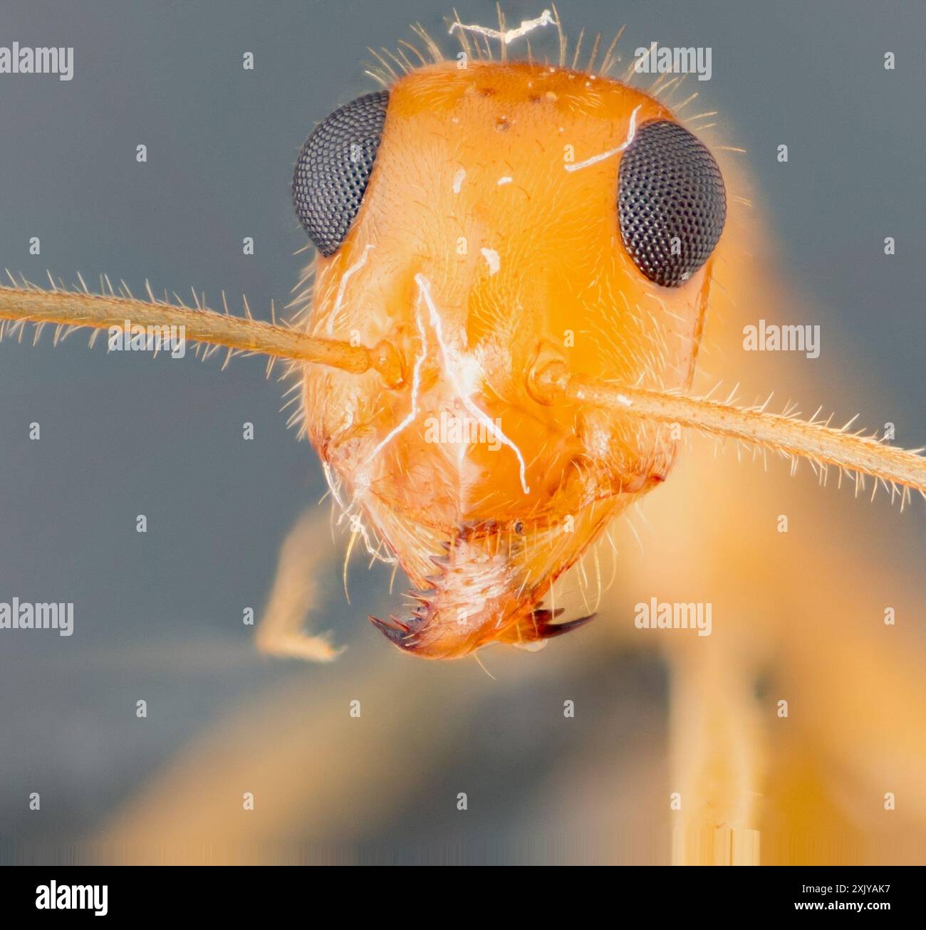 Mexican Honeypot Ant (Myrmecocystus mexicanus) Insecta Stock Photo - Alamy