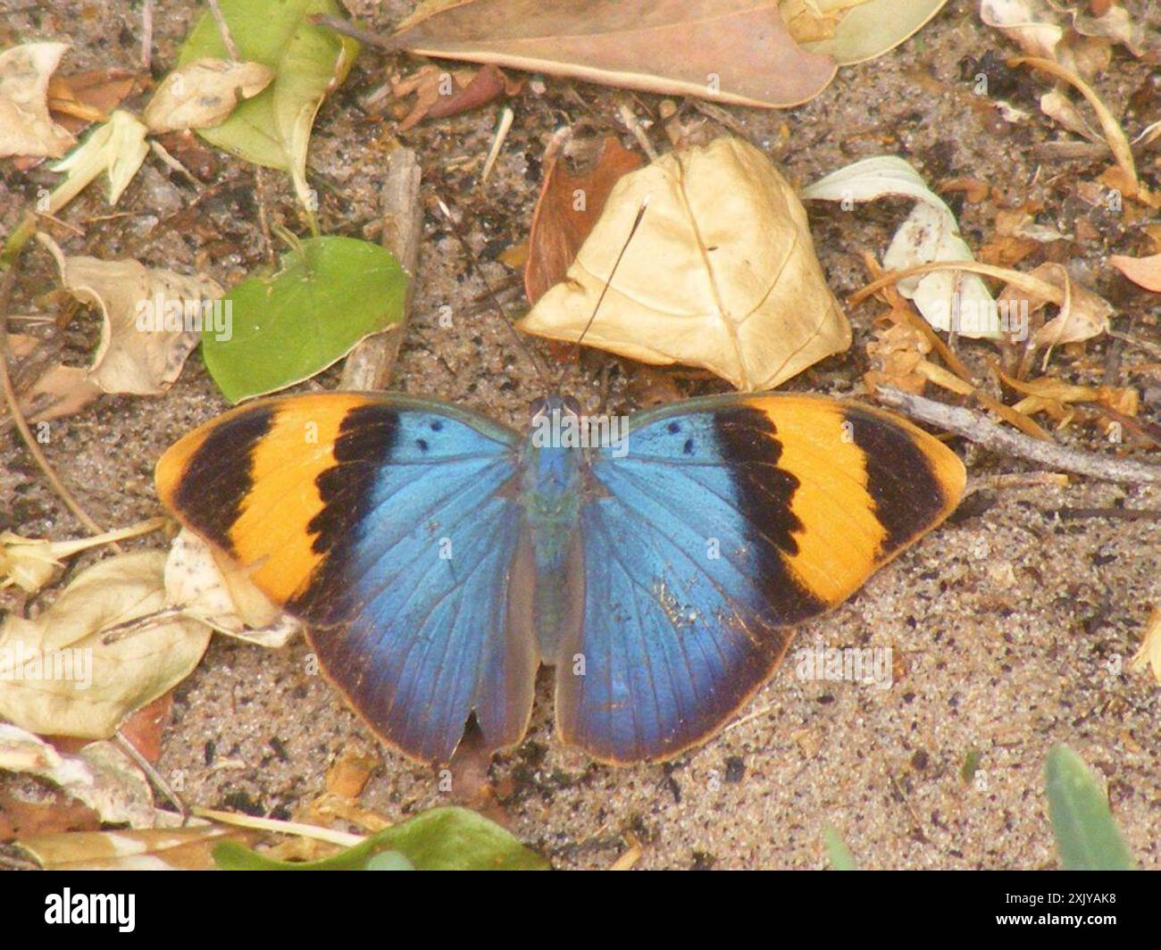 Euphaedra neophron neophron hi-res stock photography and images - Alamy