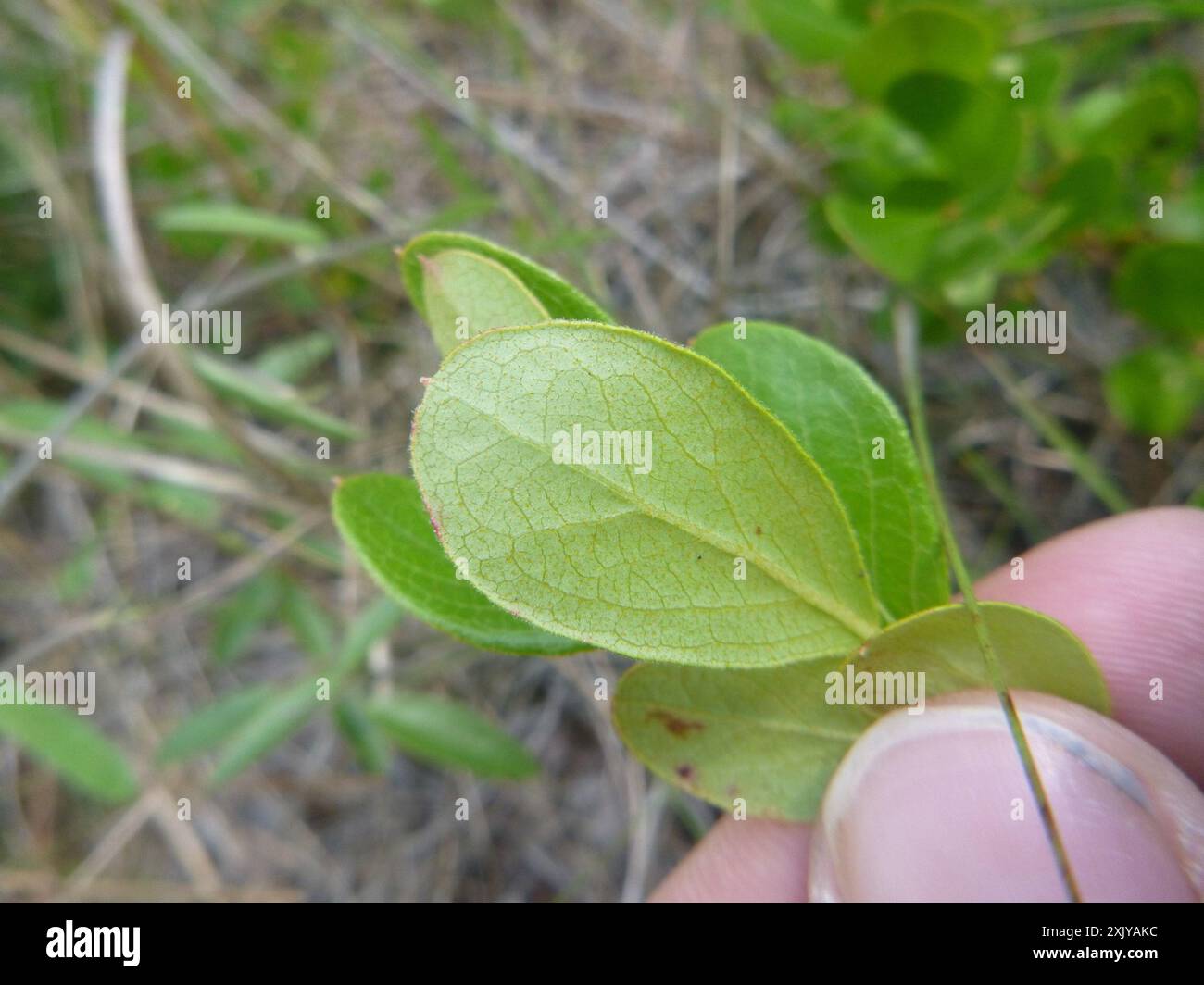 dwarf huckleberry (Gaylussacia dumosa) Plantae Stock Photo - Alamy