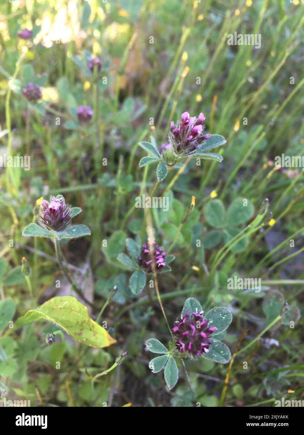 double-head clover (Trifolium macraei) Plantae Stock Photo - Alamy