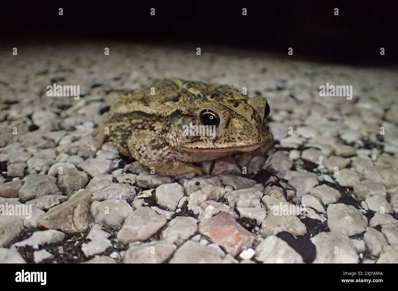 Gulf Coast Toad (Incilius nebulifer) Amphibia Stock Photo - Alamy