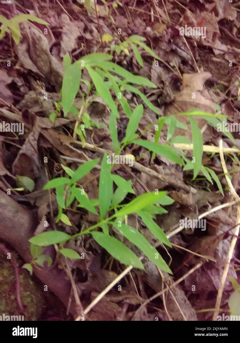 Japanese stiltgrass (Microstegium vimineum) Plantae Stock Photo - Alamy