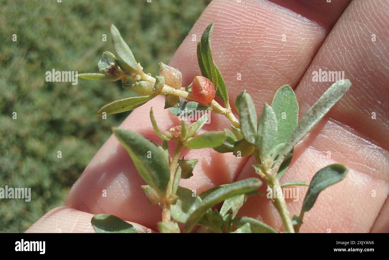 berry saltbush (Atriplex semibaccata) Plantae Stock Photo - Alamy