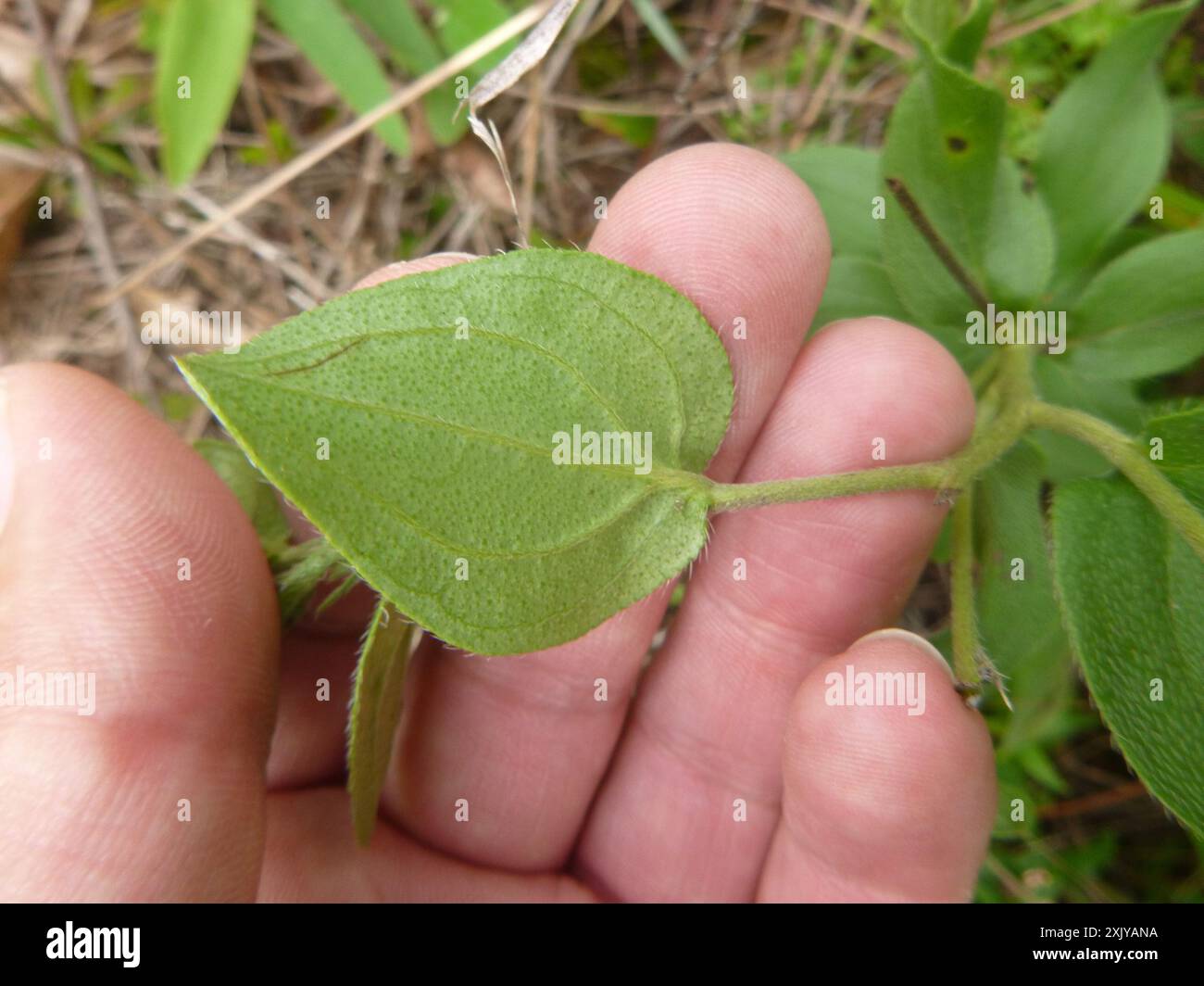 Virginia marbleseed (Lithospermum virginianum) Plantae Stock Photo - Alamy
