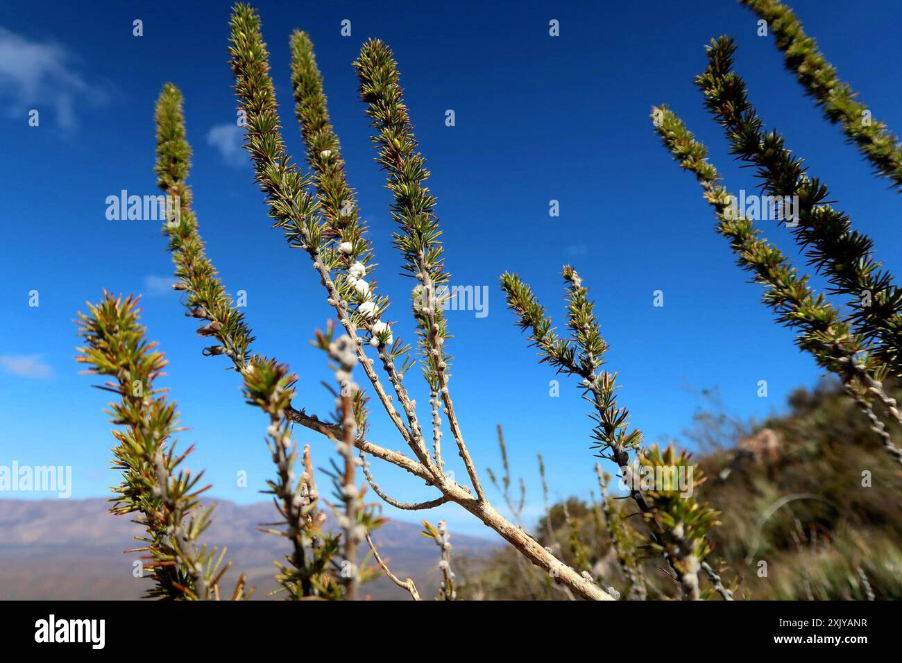 Goldensceptre Capegorse (Aspalathus sceptrum-aureum) Plantae Stock ...