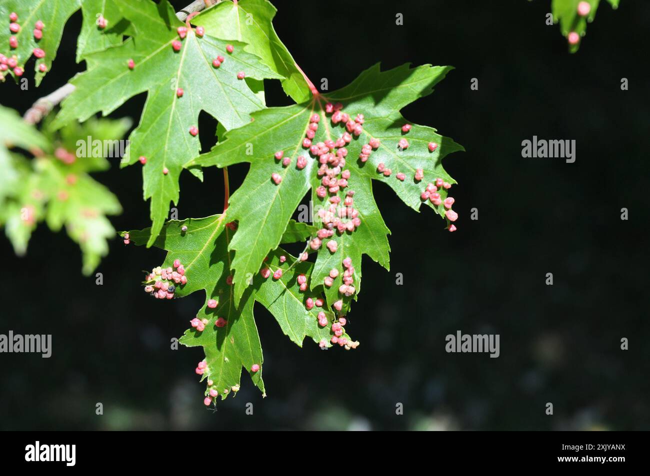 Gall and Rust Mites (Eriophyidae) Arachnida Stock Photo - Alamy