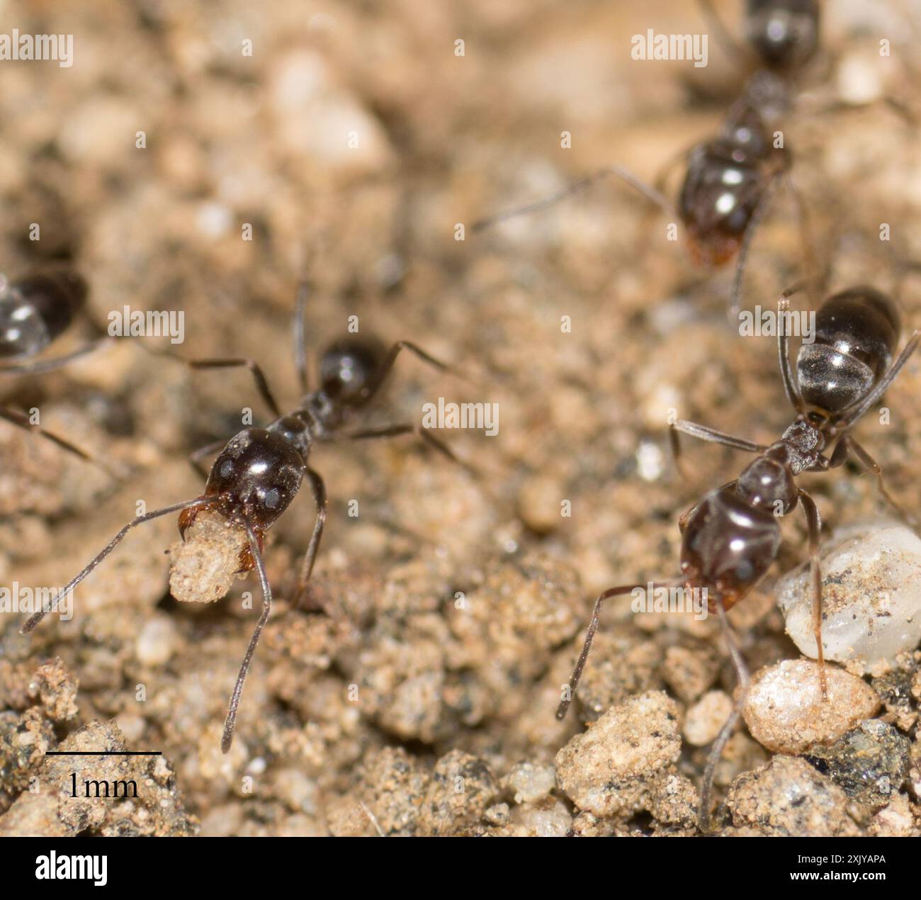 Pyramid Ants (Dorymyrmex) Insecta Stock Photo - Alamy