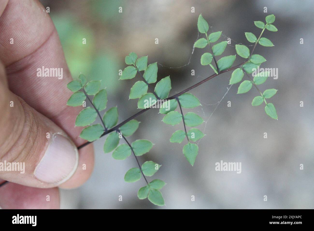 spiny cliff-brake (Pellaea truncata) Plantae Stock Photo - Alamy