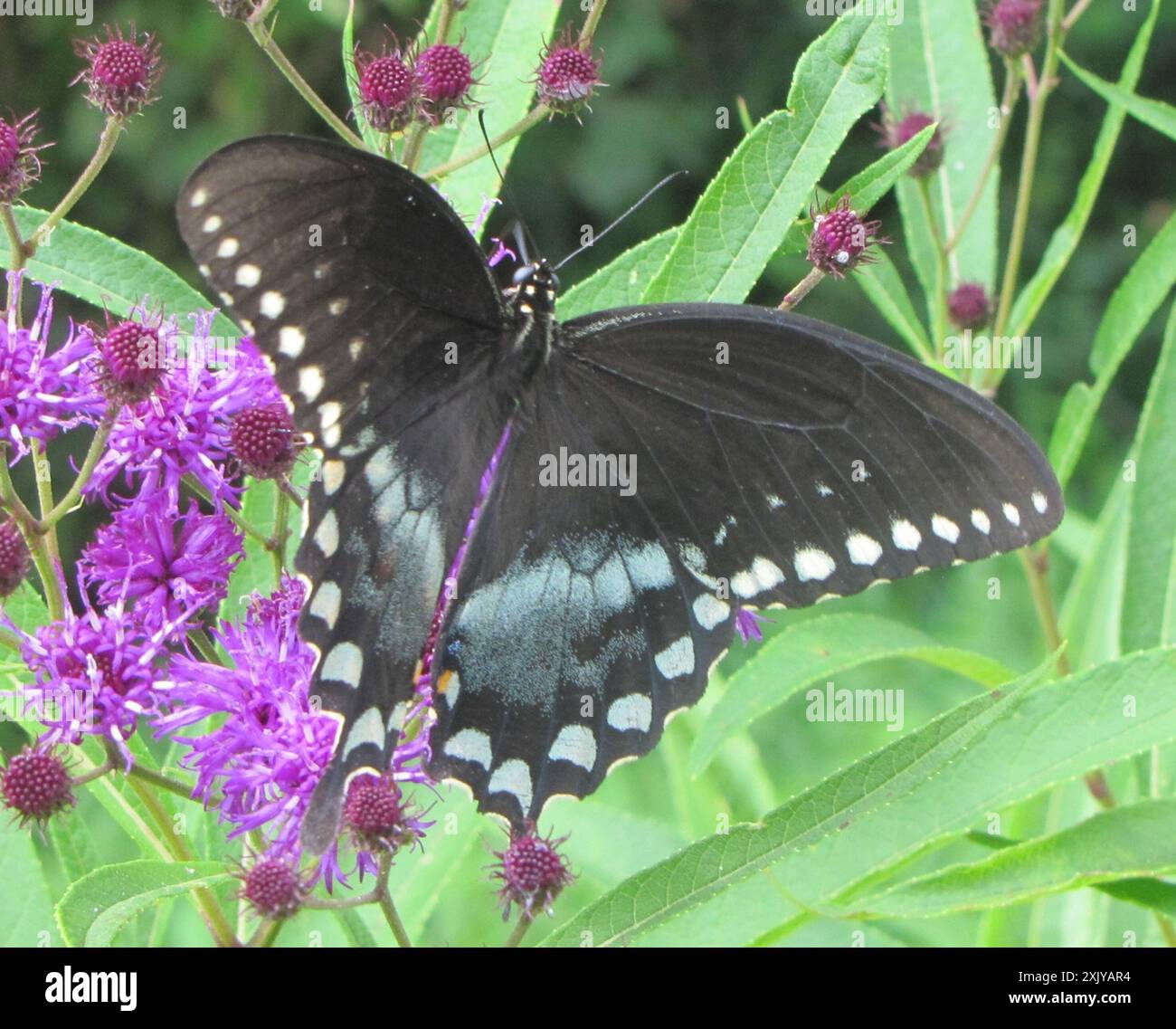 Spicebush Swallowtail (Papilio troilus) Insecta Stock Photo - Alamy
