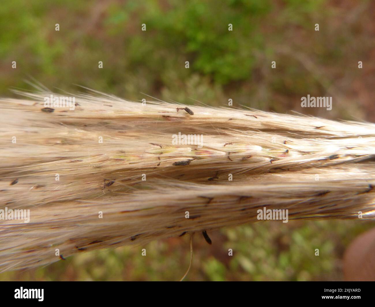 woolly beardgrass (Erianthus alopecuroides) Plantae Stock Photo - Alamy