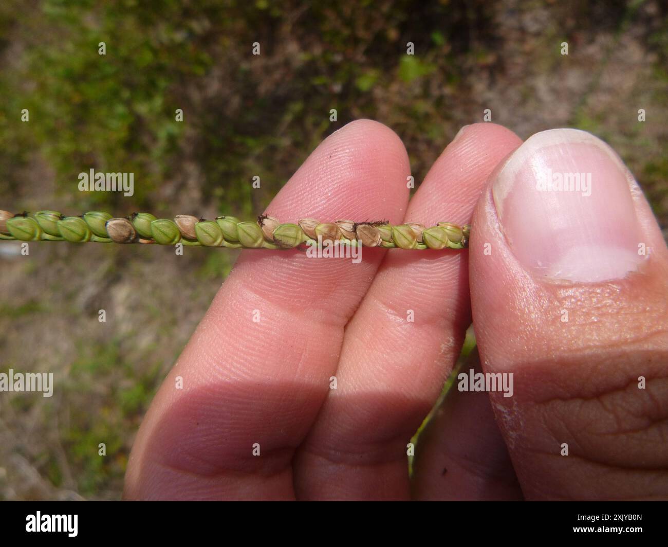 Florida paspalum (Paspalum floridanum) Plantae Stock Photo - Alamy