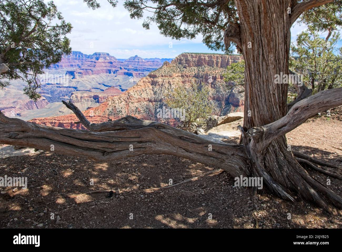 Weathered old juniper tree frame bright colorful view of Grand Canyon ...