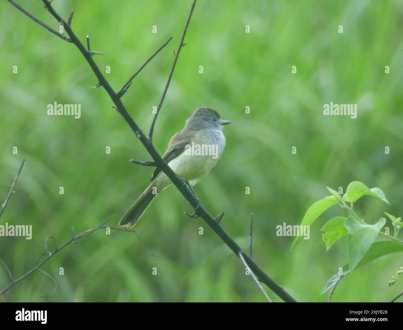 Panama Flycatcher (Myiarchus panamensis) Aves Stock Photo - Alamy