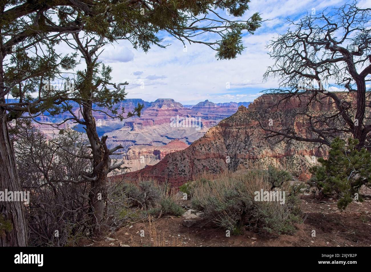 Weathered old juniper trees frame bright colorful view of Grand Canyon ...