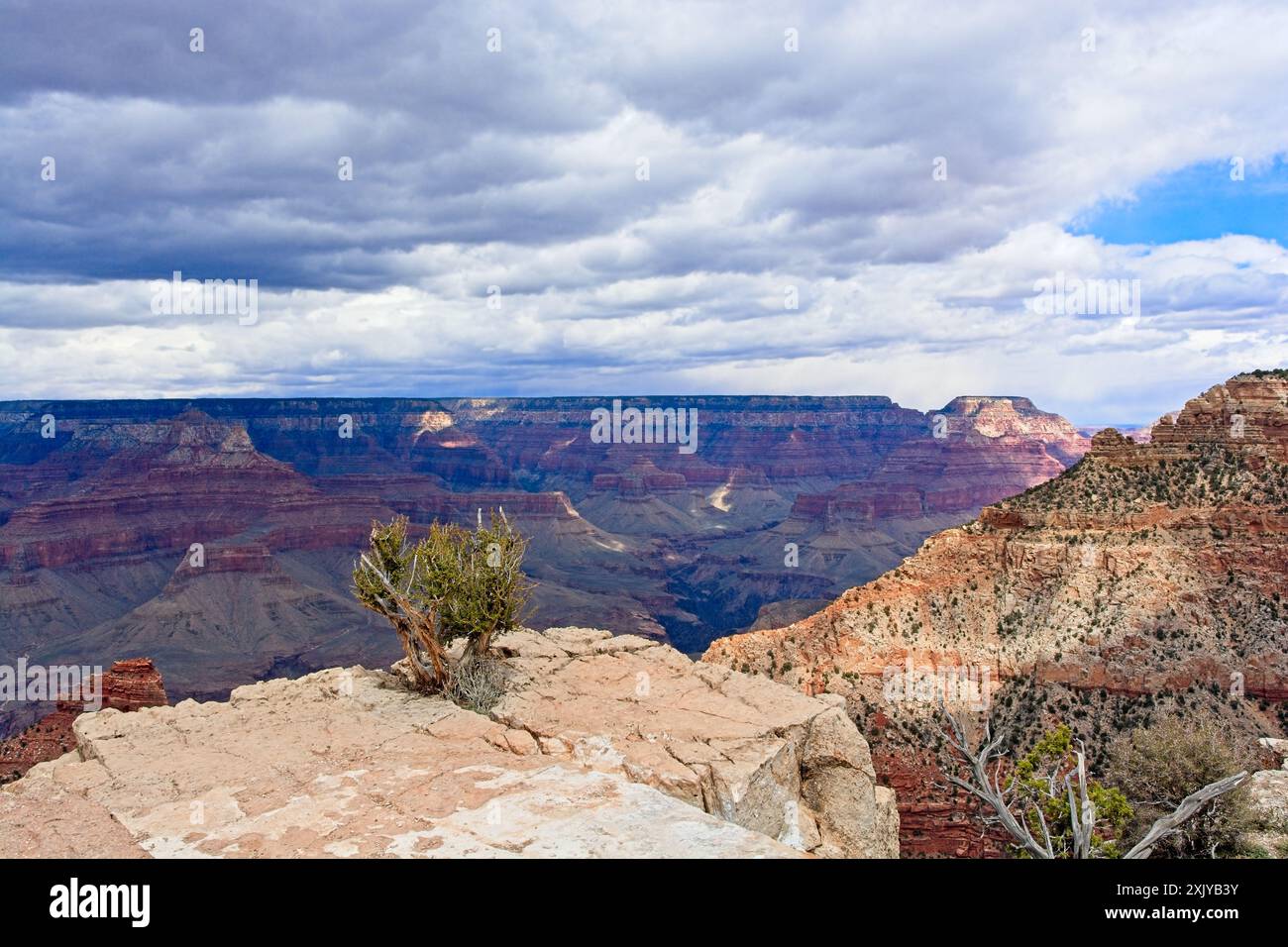Moody sky over Grand Canyon with solitary juniper tree surviving in ...