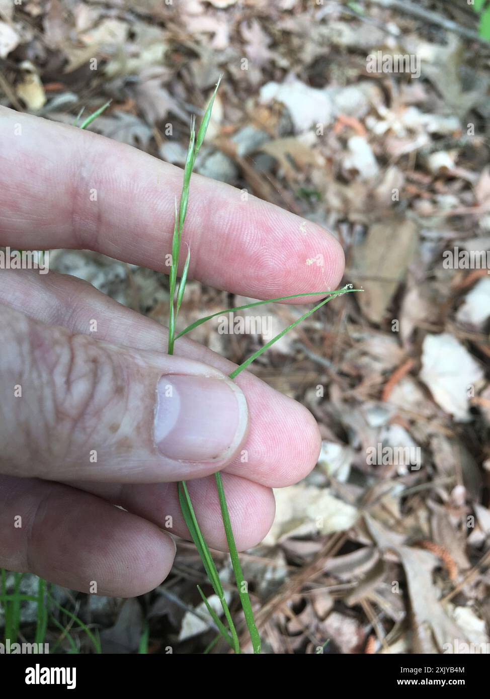 Poverty oatgrass (Danthonia spicata) Plantae Stock Photo - Alamy