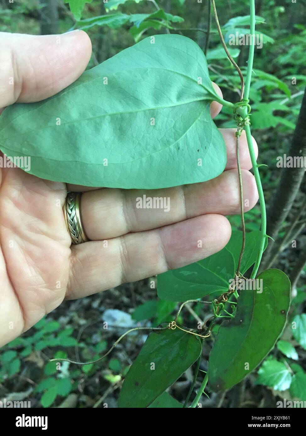 sawbrier (Smilax glauca) Plantae Stock Photo - Alamy