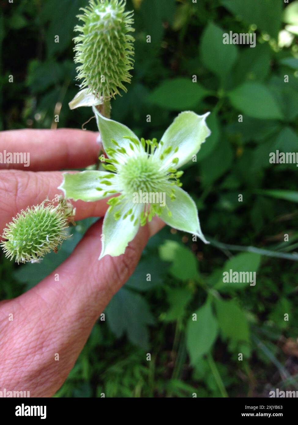 tall thimbleweed (Anemone virginiana) Plantae Stock Photo - Alamy