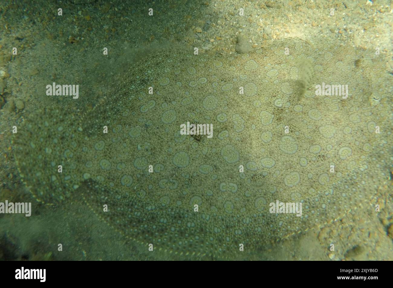 Pacific Peacock Flounder (Bothus mancus) Actinopterygii Stock Photo - Alamy