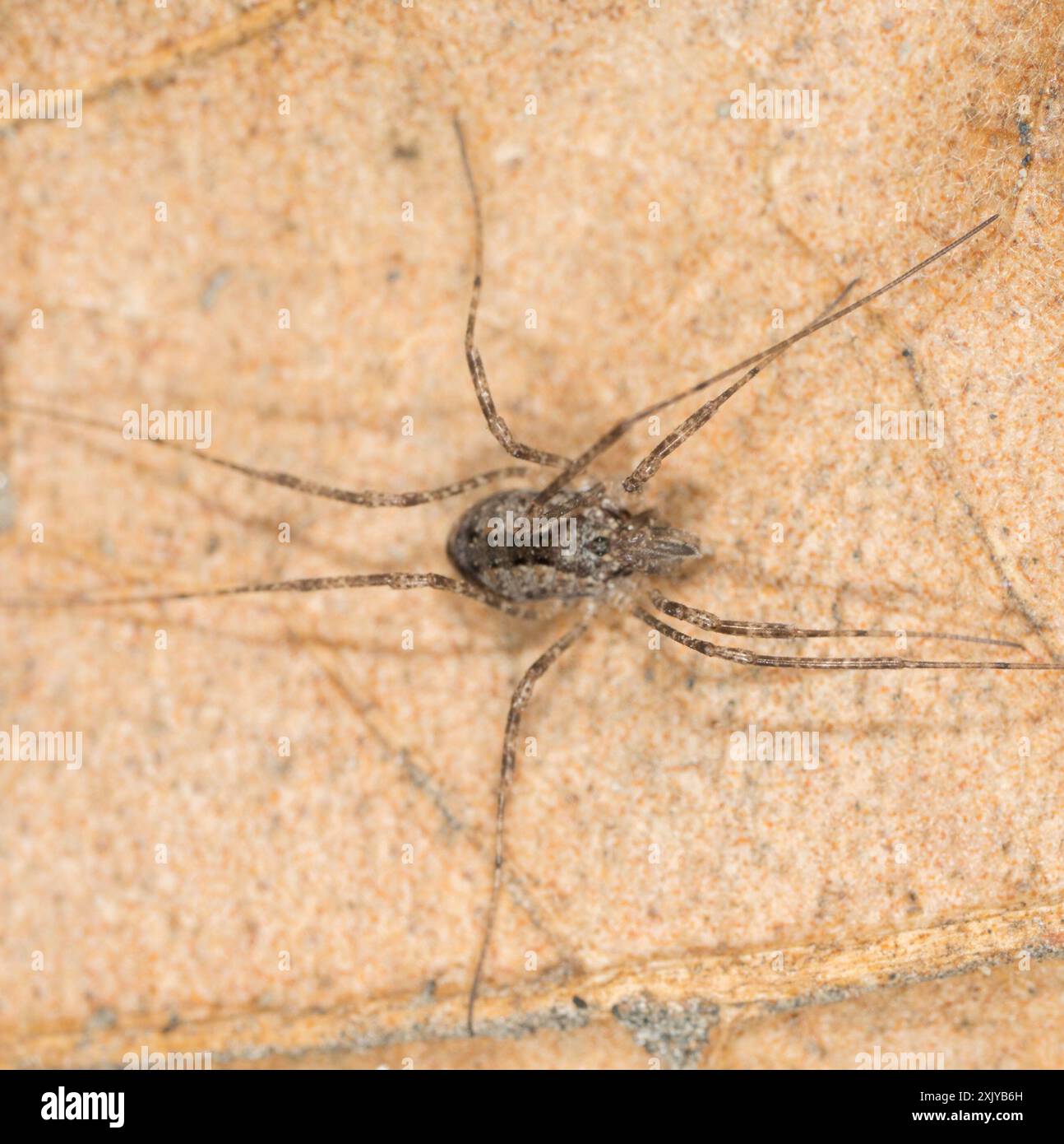 Protolophus hi-res stock photography and images - Alamy