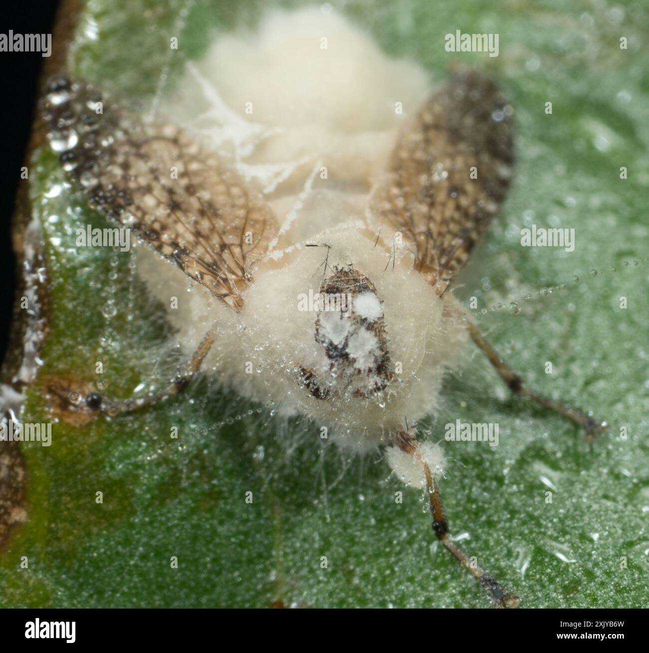 Insect Destroyers (Entomophthorales) Fungi Stock Photo - Alamy