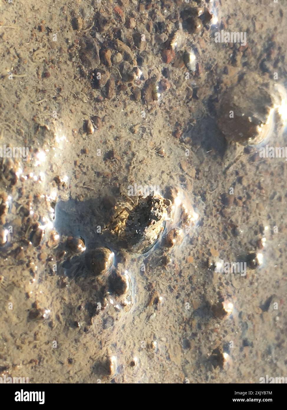 Big-eyed Toad Bug (Gelastocoris oculatus) Insecta Stock Photo - Alamy